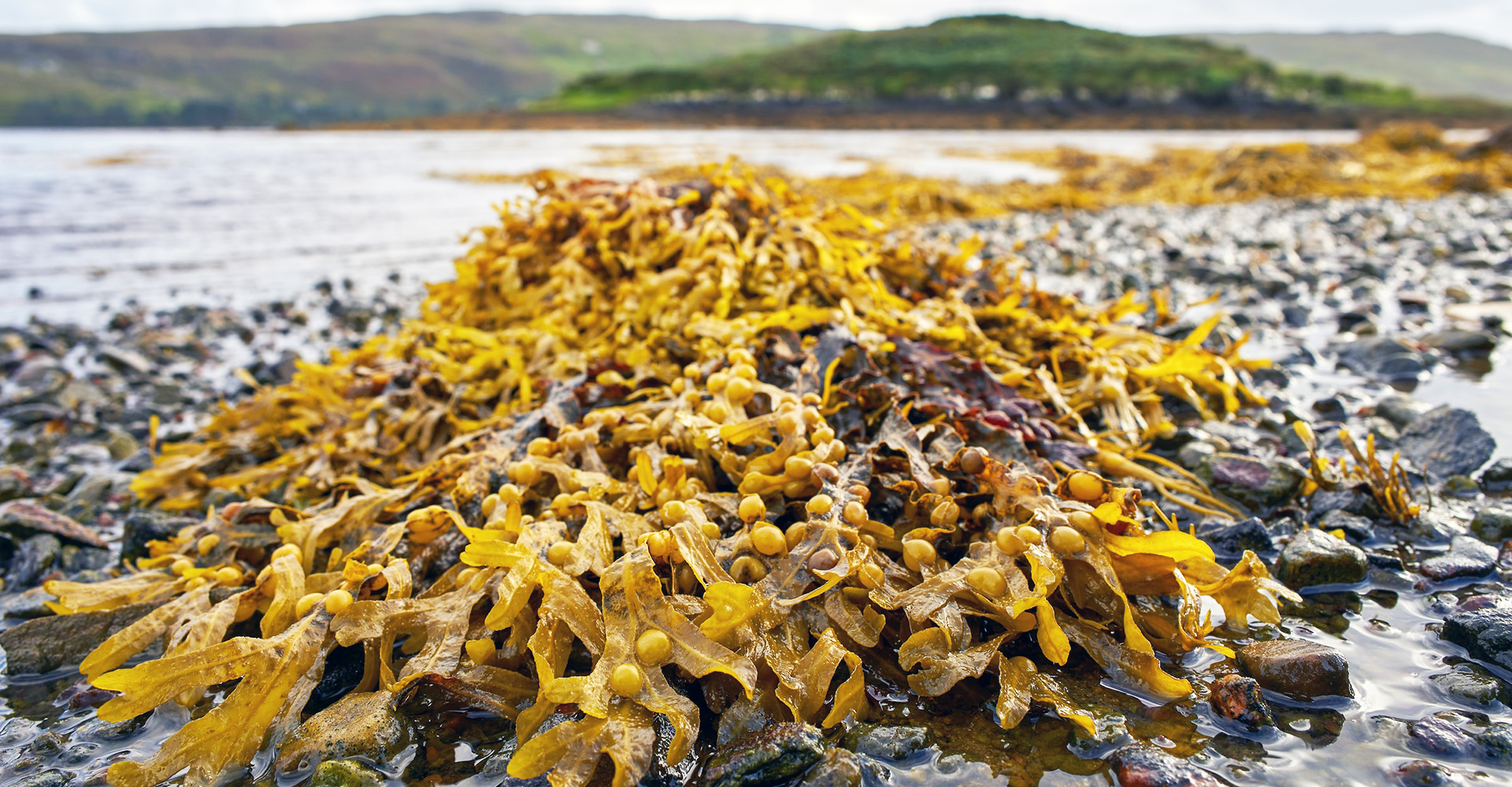 Biofuel from the Sea: Harnessing Seaweed's Energy Potential - Ace VIP ...